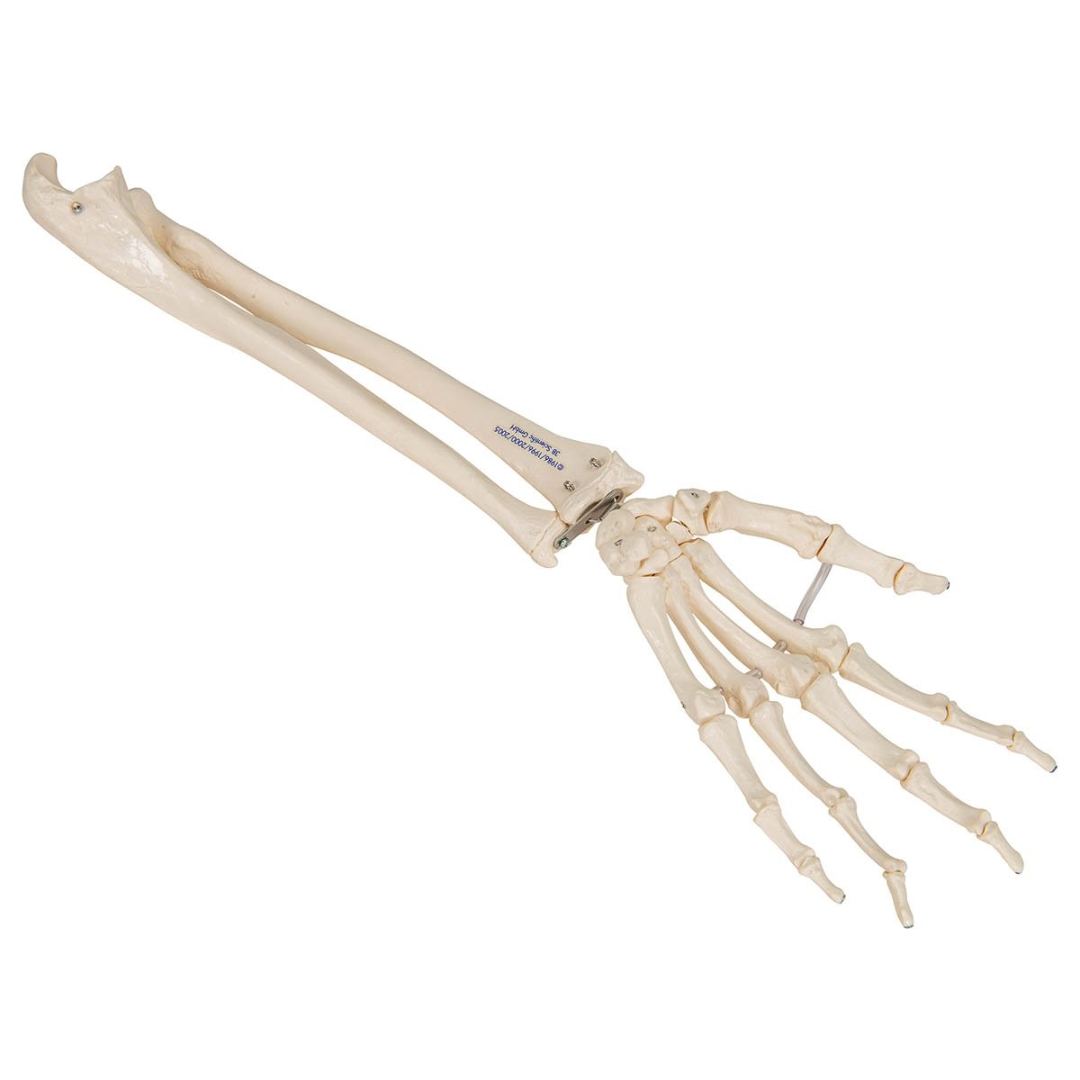 3B Scientific A40 3L Loose Hand Skeleton With Ulna Radius Portions