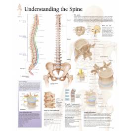 Scientific Publishing Understanding the Spine Chart