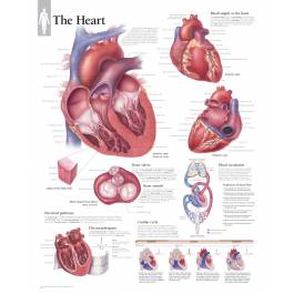 Scientific Publishing Labeled Human Heart Chart