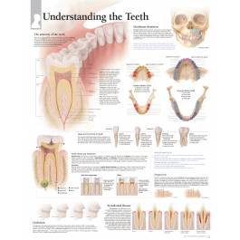 Understanding the Teeth Chart, Scientific Publishing
