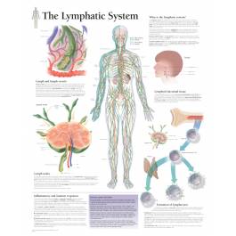 Scientific Publishing The Lymphatic System Chart