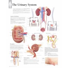 Scientific Publishing The Urinary System Chart