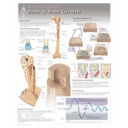 Scientific Publishing 8100L Bone & Bone Growth Chart Laminated
