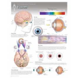 Scientific Publishing 8220L Vision Chart Laminated