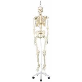 3B Scientific A10-1 Stan the Skeleton Model on Hanging Roller Stand