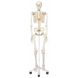 Human Skeleton Model "Stan" 3B Scientific | A10