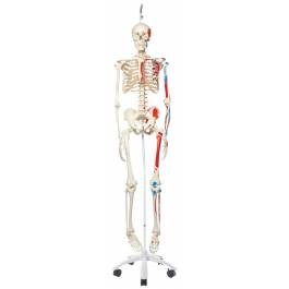 3B Scientific A11-1 Max the Muscle Skeleton on Hanging Roller Stand