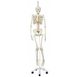 3B Scientific A15-3S Frank the Functional Skeleton on Hanging Stand