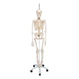 A15-3S Frank the Functional Skeleton on Hanging Stand