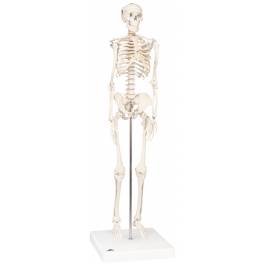 3B Scientific A18 Mounted on Base Mini Skeleton Anatomical Model