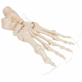 3B Scientific A30-2L Foot Skeleton Loosely Threaded on Nylon