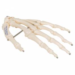 3B Scientific A40L Hand Skeleton Wire Mounted