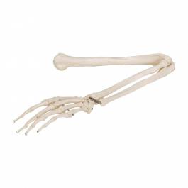 3B Scientific A45 Arm Skeleton Model Wire Mounted - 3B Smart Anatomy