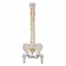 3B Scientific A58-2 Classic Flexible Spine with Femur Heads