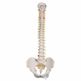 3B Smart Anatomy A59-1 Highly Flexible Spine Model