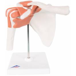 3B Scientific A80 Functional Shoulder Joint Model