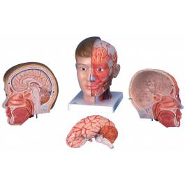 3B Scientific C07 Life Size Head with Neck 4-Part Model
