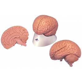 3B Scientific C15-1 Introductory Brain 2-Part Model