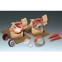 Eyeball With Part of Orbit Model Anatomical Chart Company CS22