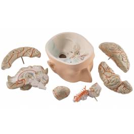 Denoyer Geppert Base Of Head With 7-Part Brain Model 0179-00