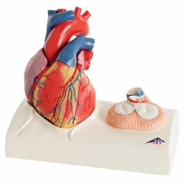 3B Scientific Heart Model Natural Size