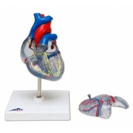 3B Scientific G08-3 Classic Heart with Conducting System 2-Part