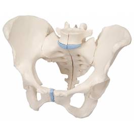 3B Scientific H20-1 Female Pelvis Model Life-Size 3-Part