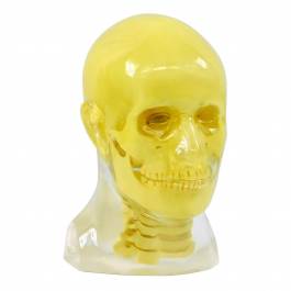 RSD Anthropomorphic Head Phantom With Complete Cervical Spine