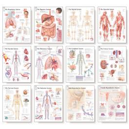 Scientific Publishing The Complete Body System Chart Set