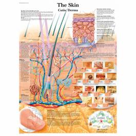 3B Scientific The Skin Chart