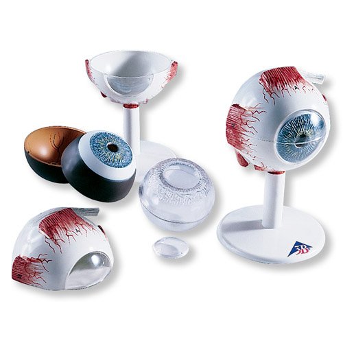 3B Scientific F15 Economy Eye Model 6-Part Three Times Full-Size