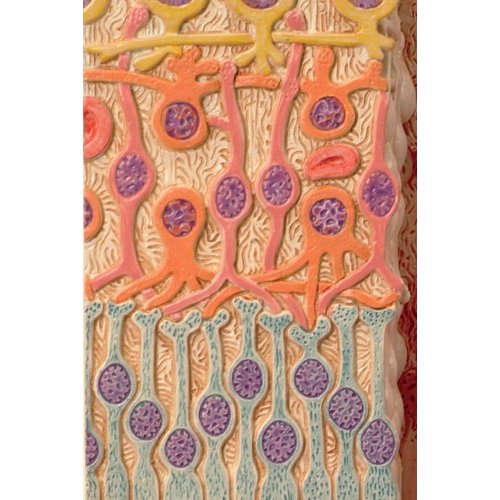 3B Scientific F16 MICROanatomy Eye Model