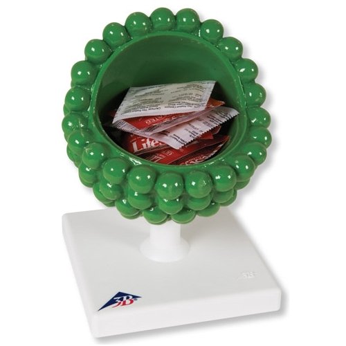 3B Scientific L40 AIDS Virus Model