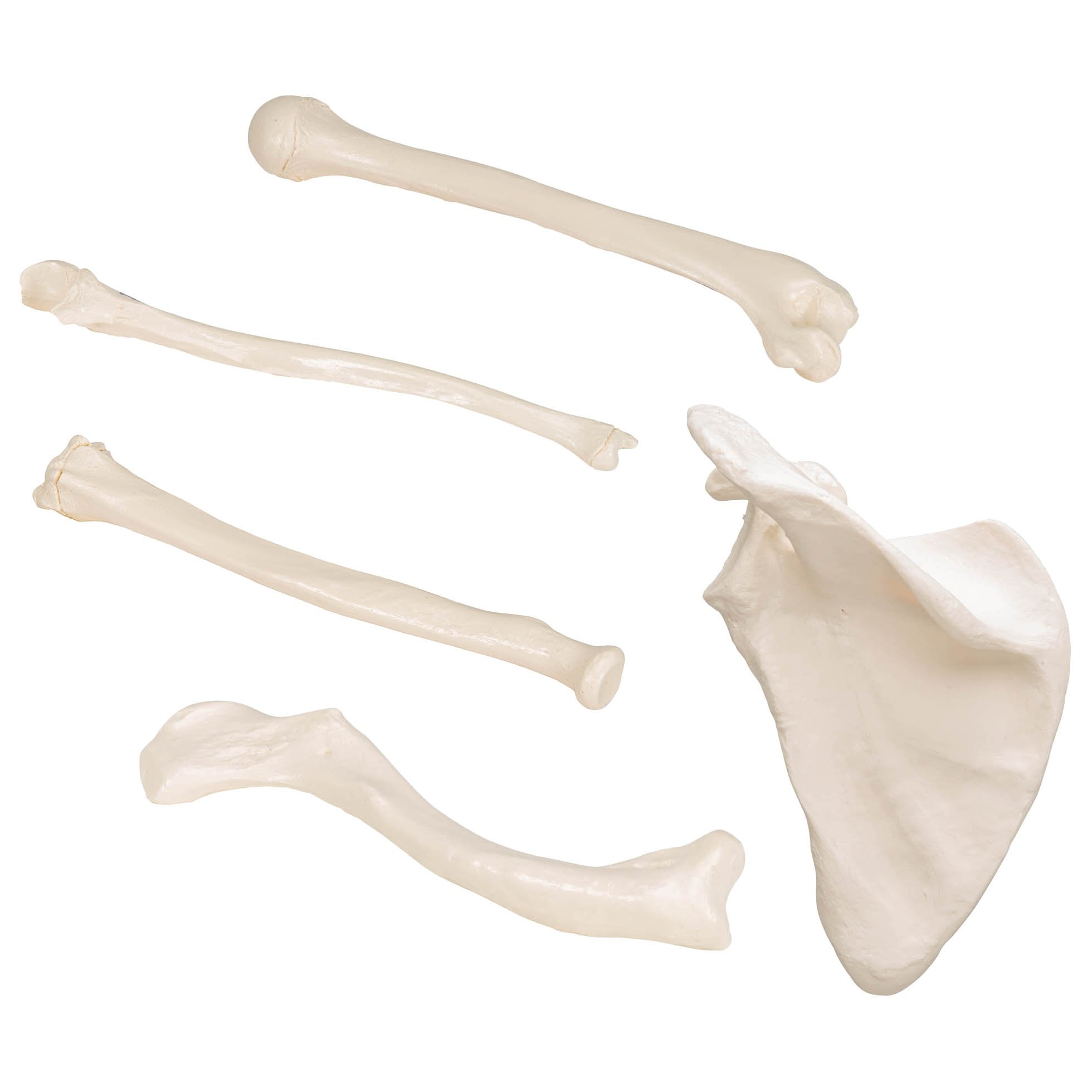 3B Scientific Arm Bone Models - 3B Smart Anatomy