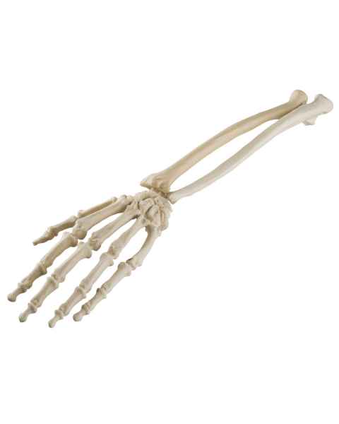 Hand Anatomy Models | Hand Anatomical Models