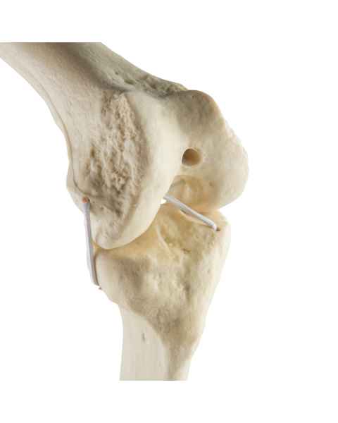 Knee Anatomical Models | Knee Joint Models