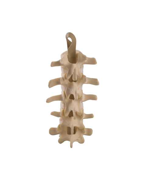 Spine Anatomical Models | Spine Education Models | Assembly Required ...