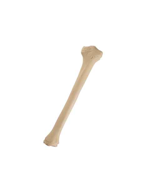 Extremity Anatomical Models | Human Limb Anatomy Diagrams | Assembly ...