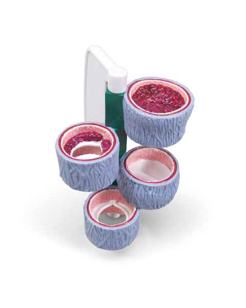 Vascular System Models | Vascular Anatomical Models