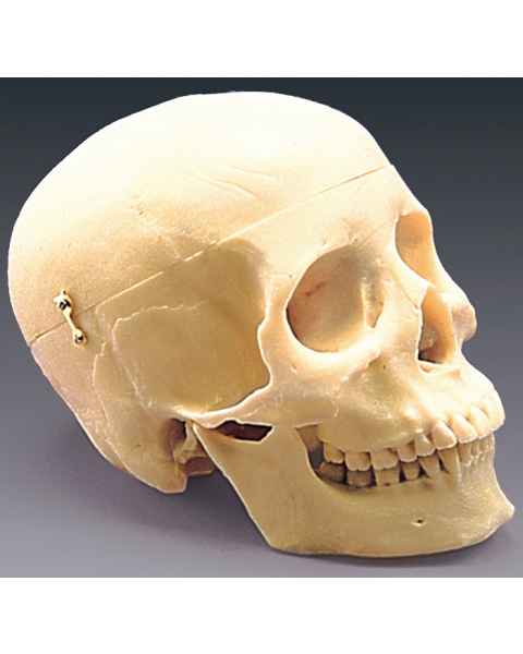 Head Anatomy Models | Skull Anatomical Diagrams