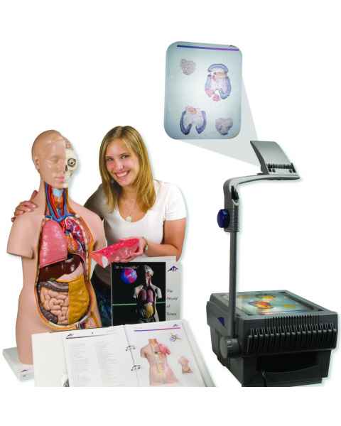 Page 2 | Torso Anatomy Models | Human Torso Models