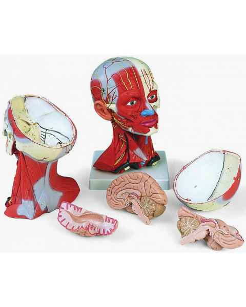 Muscle Anatomical Models | Human Body Muscle Education