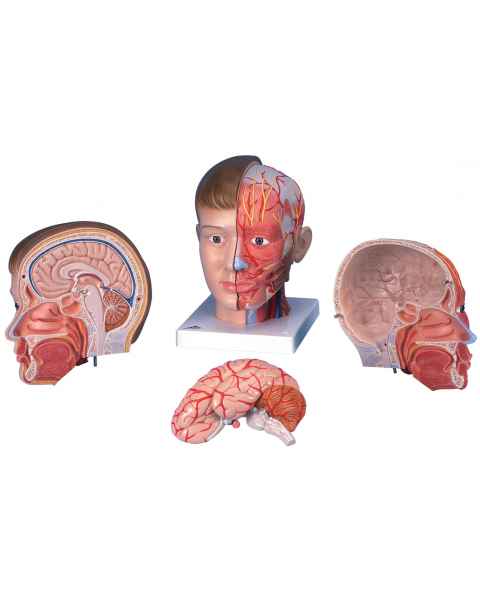 Head Anatomy Models | Skull Anatomical Diagrams