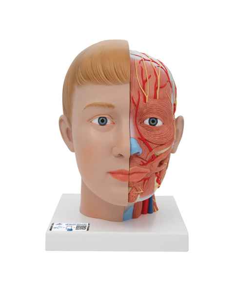 Head Anatomy Models | Skull Anatomical Diagrams