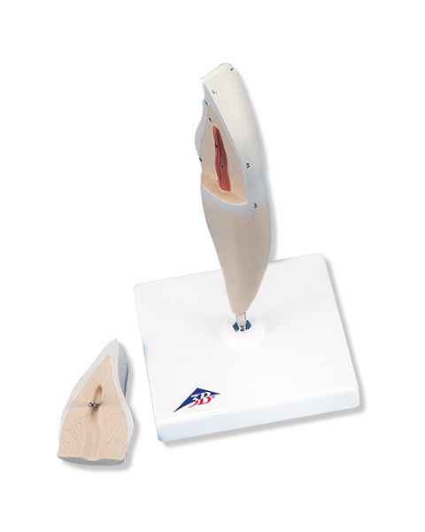 Dental Anatomy Models Tooth | Jaw Anatomical Models