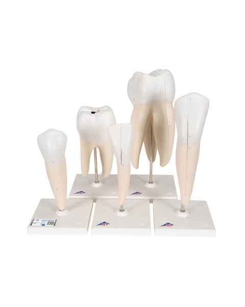 Dental Anatomy Models Tooth | Jaw Anatomical Models