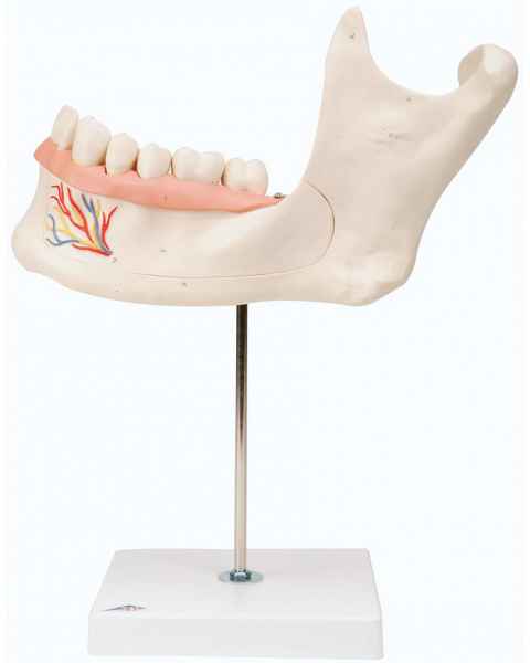 Dental Anatomy Models Tooth | Jaw Anatomical Models