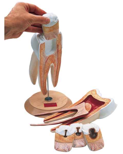 Dental Anatomy Models Tooth | Jaw Anatomical Models