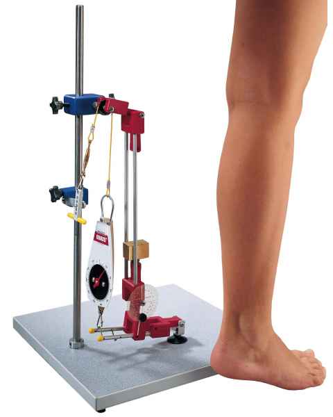 Leg Anatomical Models Leg Anatomy Diagrams