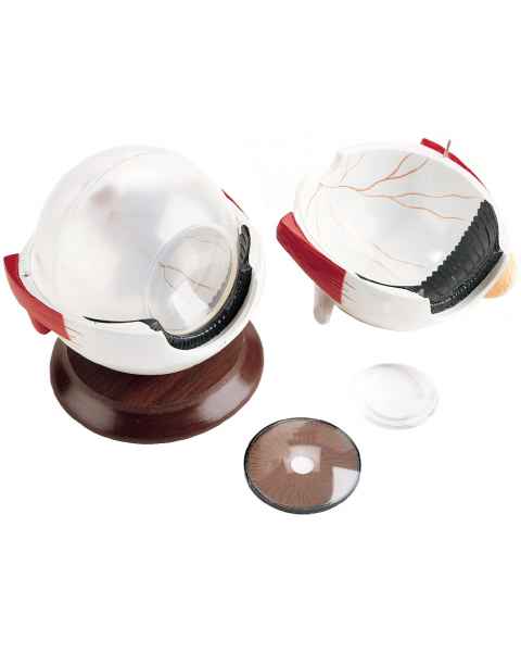Eye Anatomy Models | Eye Education Models